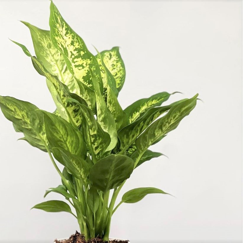 Dieffenbachia amoena 'Compacta' Houseplant | Baker City, Oregon — The ...
