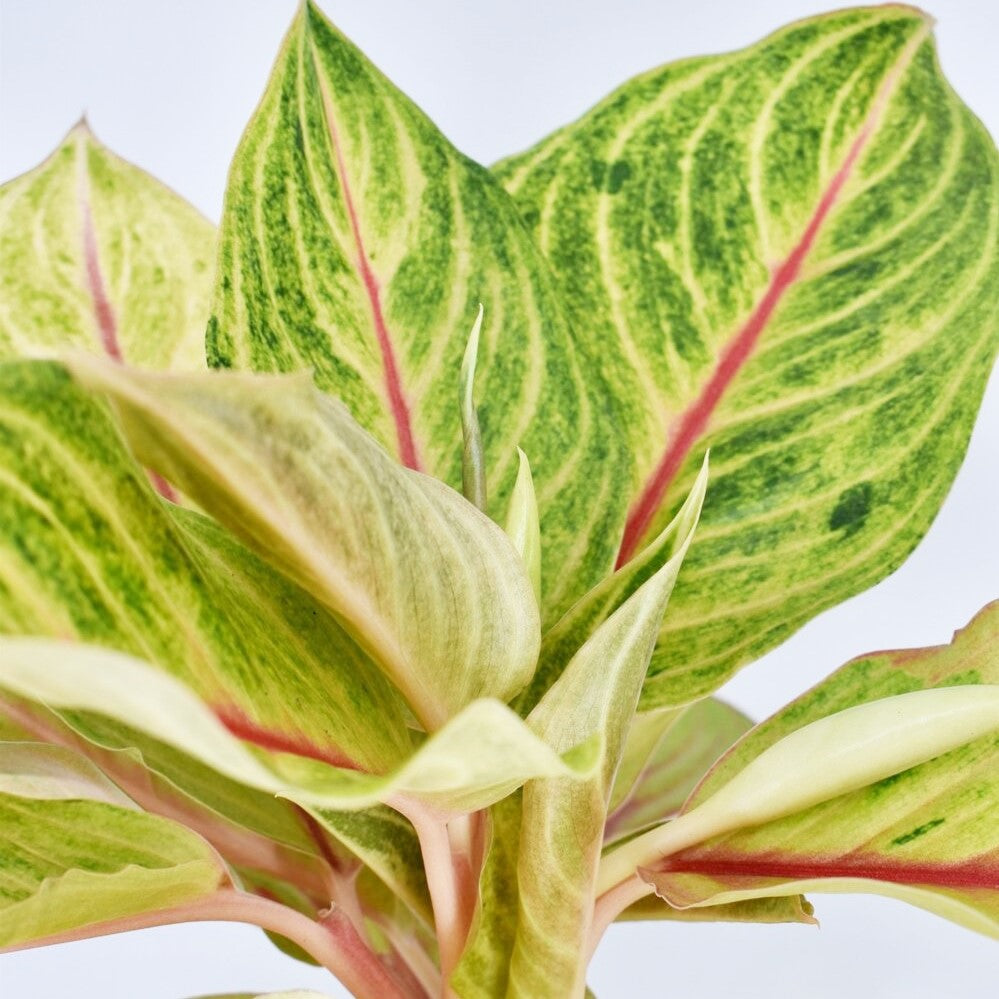 Aglaonema 'Golden Papaya' - Chinese Evergreen Houseplant | Baker City ...