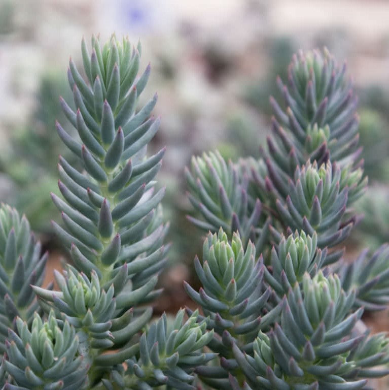 Sedum reflexum 'Blue Spruce' Outdoor Succulent | Baker City, Oregon ...