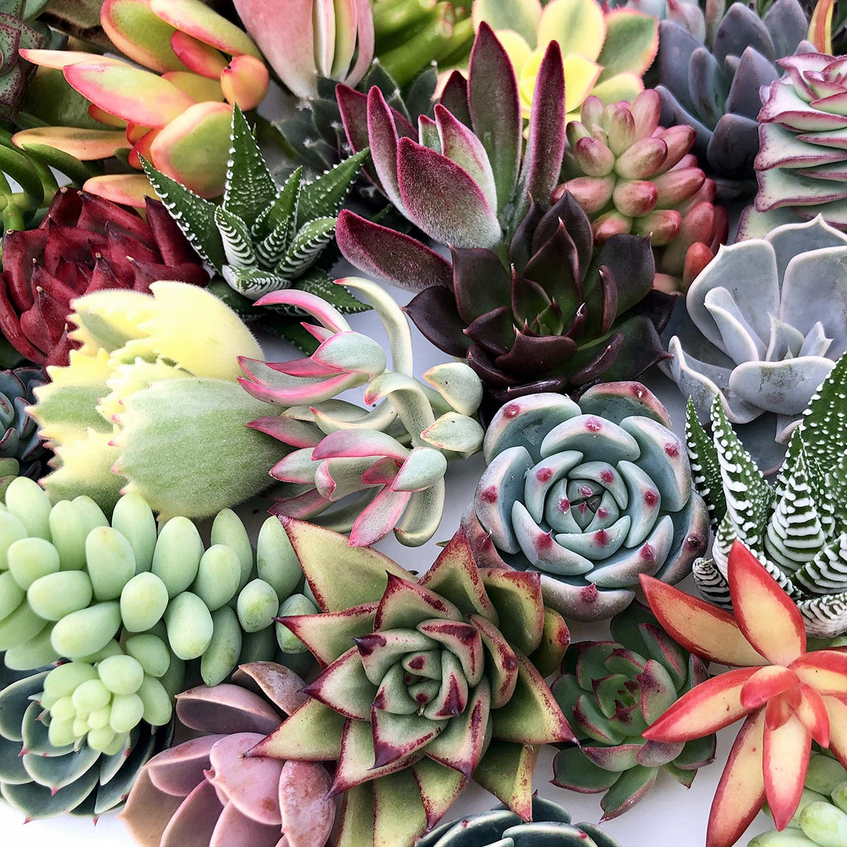 Indoor Succulent Cuttings Box | Baker City, Oregon — The Succulent Hub