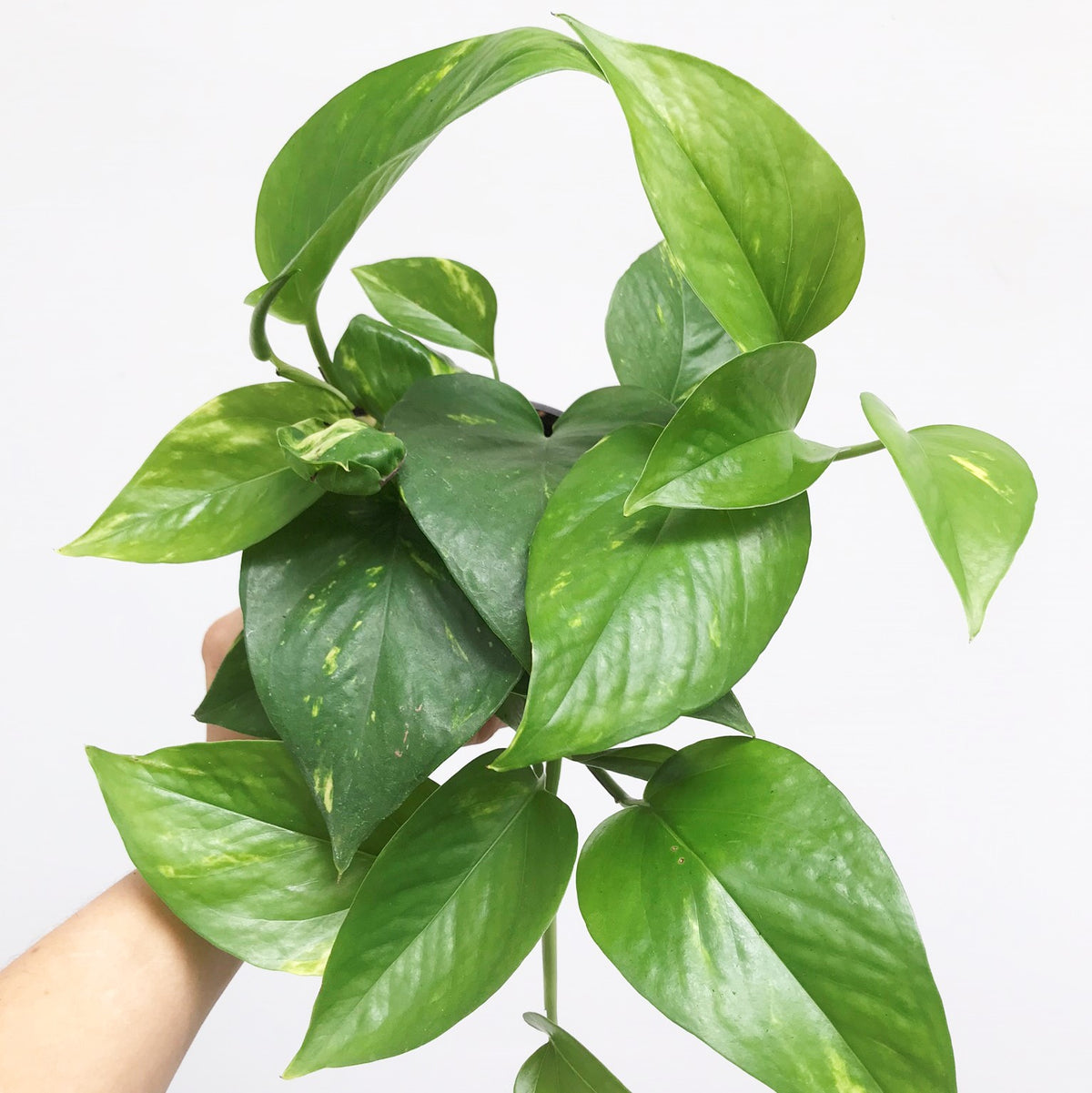Epipremnum aereum Jade Pothos Houseplant | Baker City, Oregon — The ...