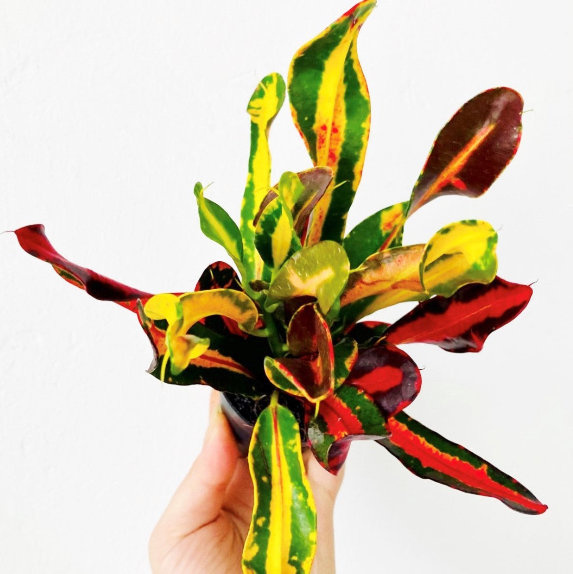 Codiaeum variegatum 'Mammy' Croton Houseplant | Baker City, Oregon ...