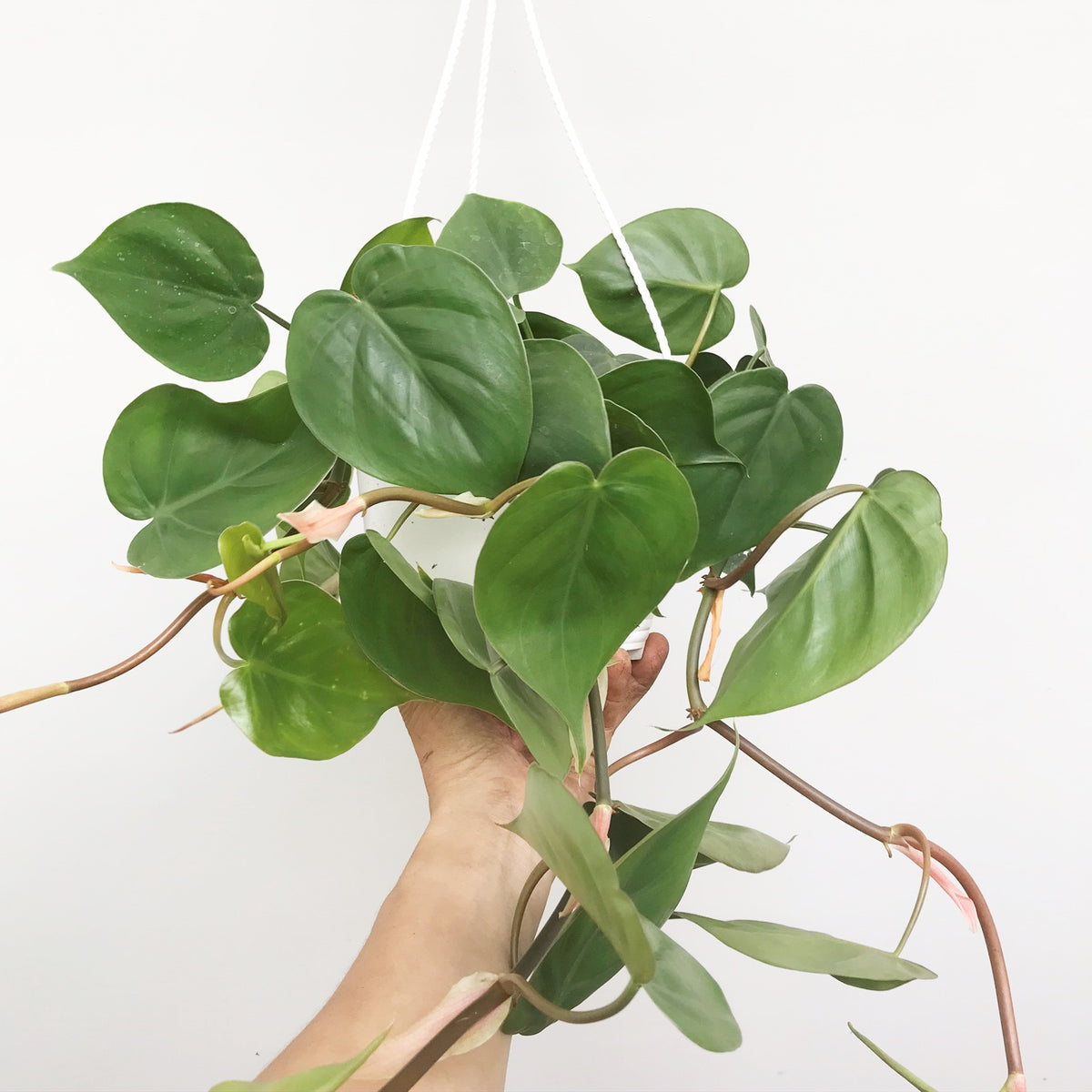Philodendron hederaceum - Trailing Heart Philodendron Houseplant ...
