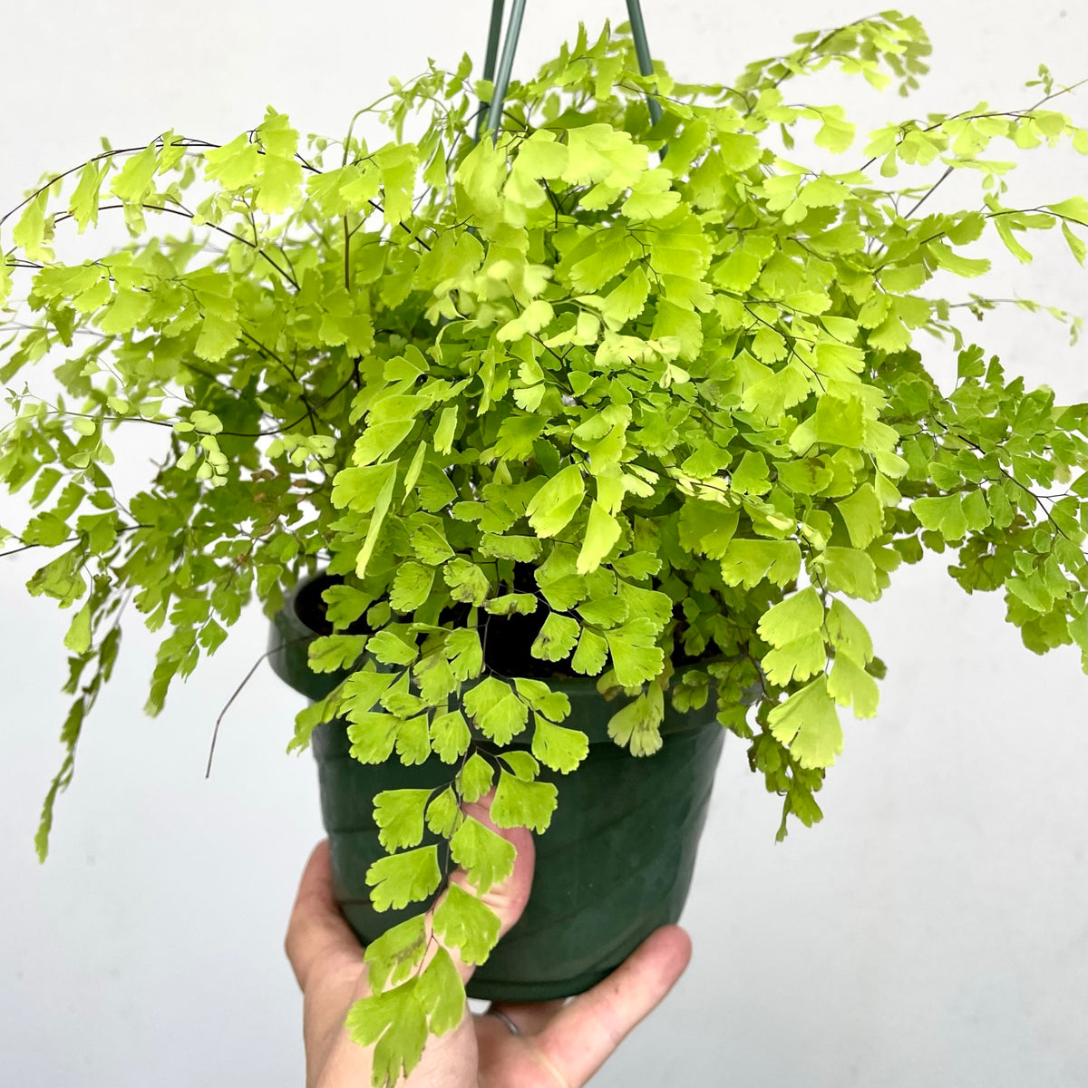 Adiantum raddianum 'Maidenhair Fern' Houseplant | Baker City, Oregon ...