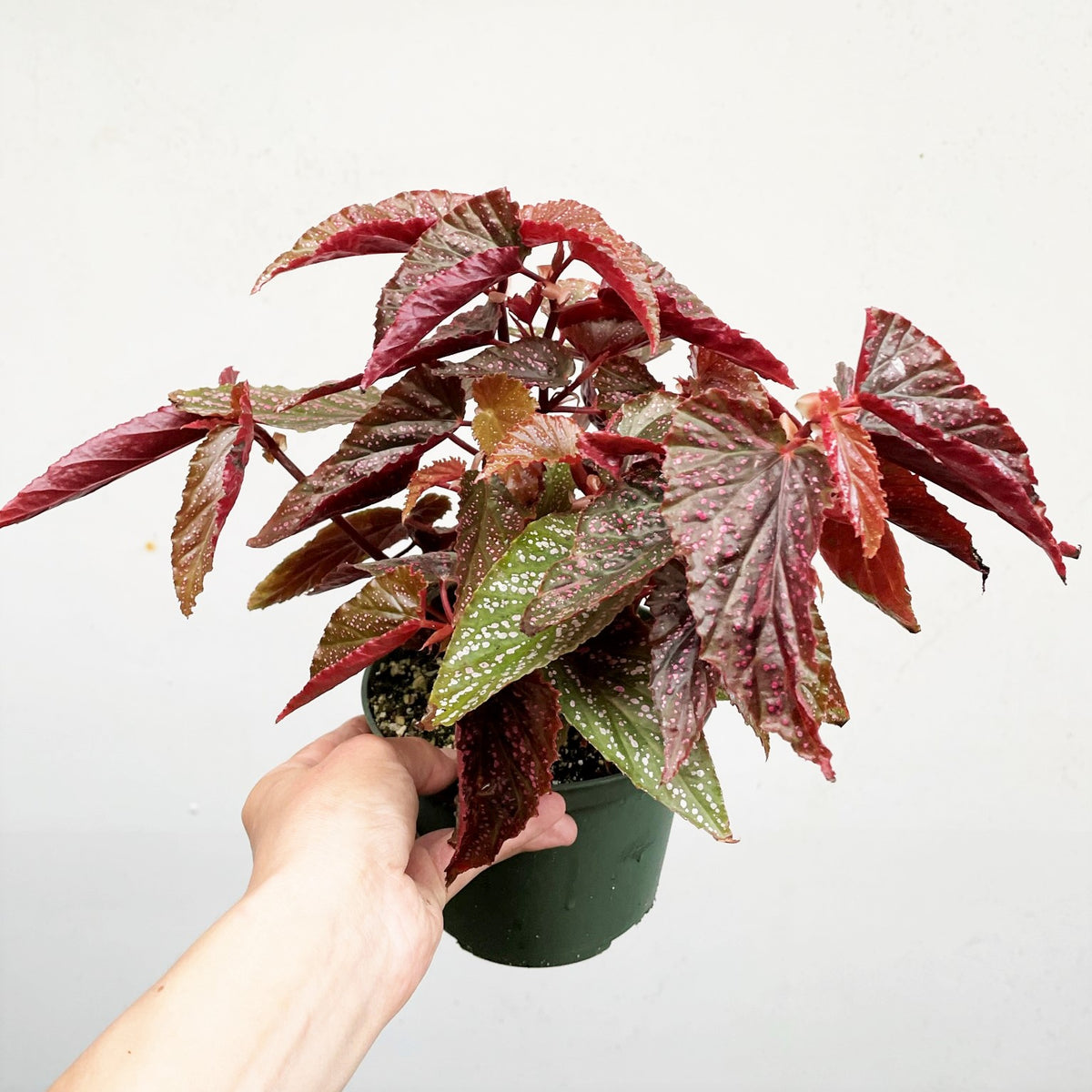 Begonia 'Angel Wing Benigo Pink' Houseplant | Baker City, Oregon — The ...