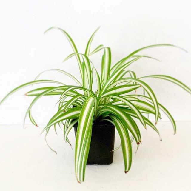 Chlorophytum comosum Vittatum Houseplant Spider Plant Variegated ...