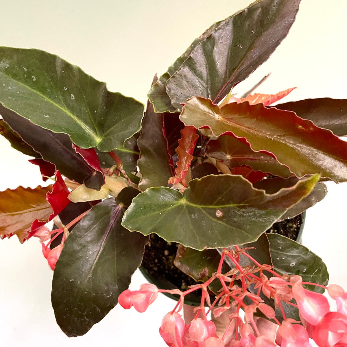 Begonia 'Angel Wing Benigo Pink' Houseplant | Baker City, Oregon — The ...