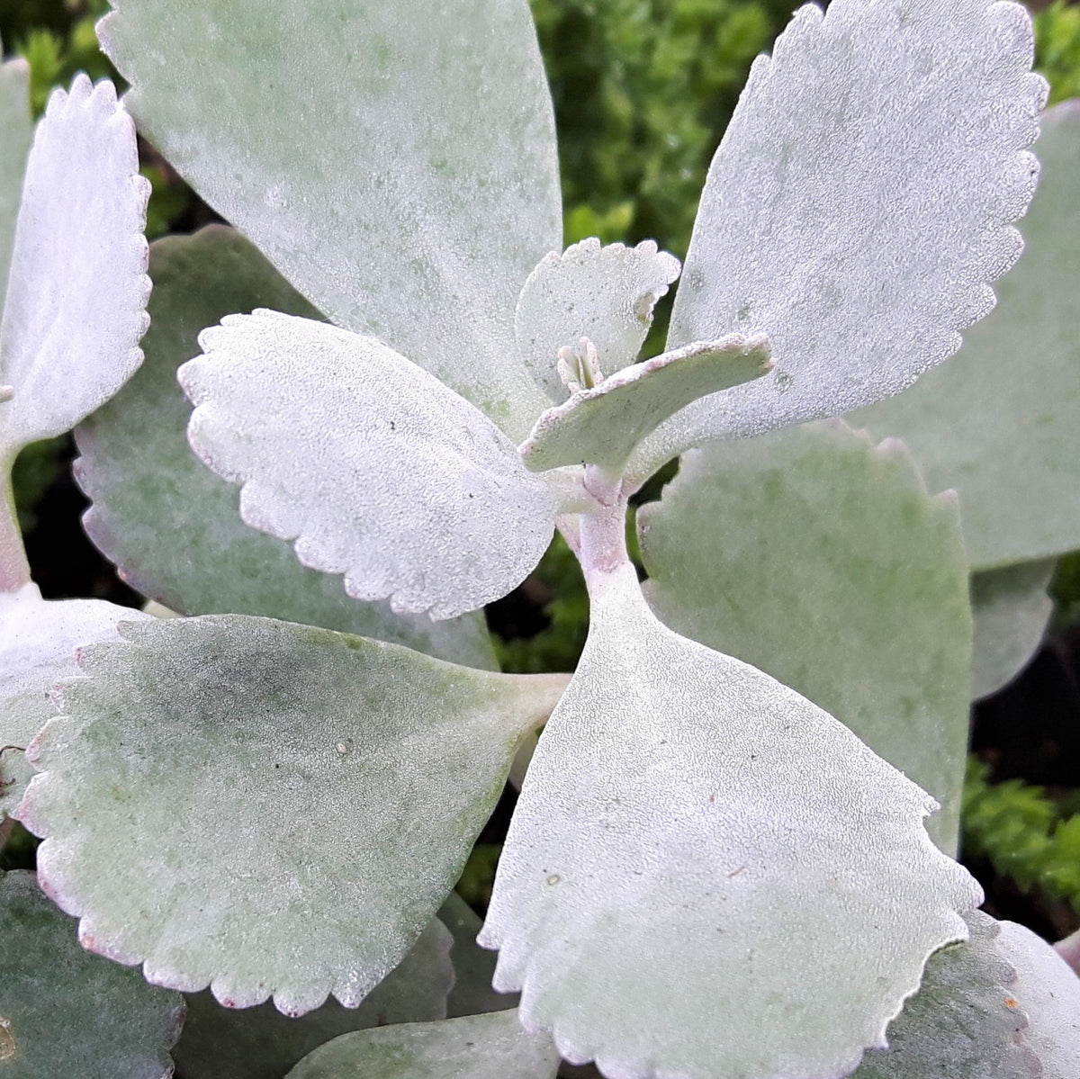 Kalanchoe pumila Succulent | Baker City, Oregon — The Succulent Hub